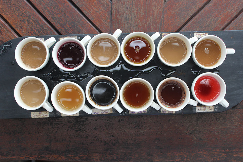 Tea Tasting für Einsteiger - AURESA Blog