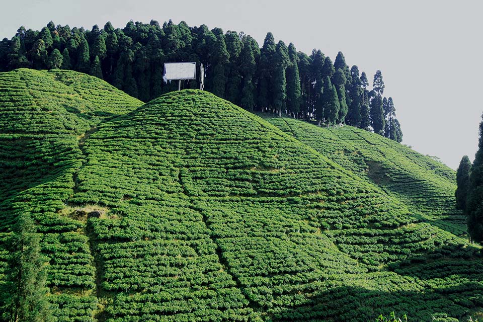 Second Flush Darjeeling Tee – was macht ihn so besonders? - AURESA Blog
